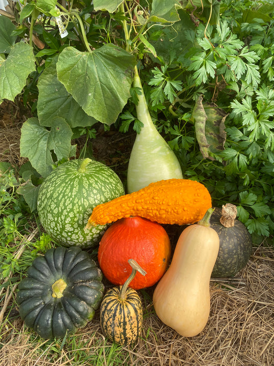 Courgettes, Gourds, Pumpkin and Squash – Brown Envelope Seeds