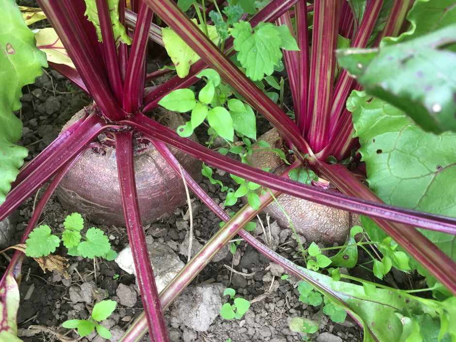 Beetroot, Chard and Spinach – Brown Envelope Seeds